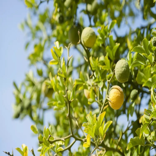 LIMONETTE DE MARRAKECH – sapiama.faisalalioua.com