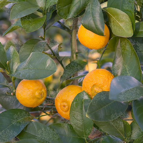 LIMONETTE DE MARRAKECH – sapiama.faisalalioua.com